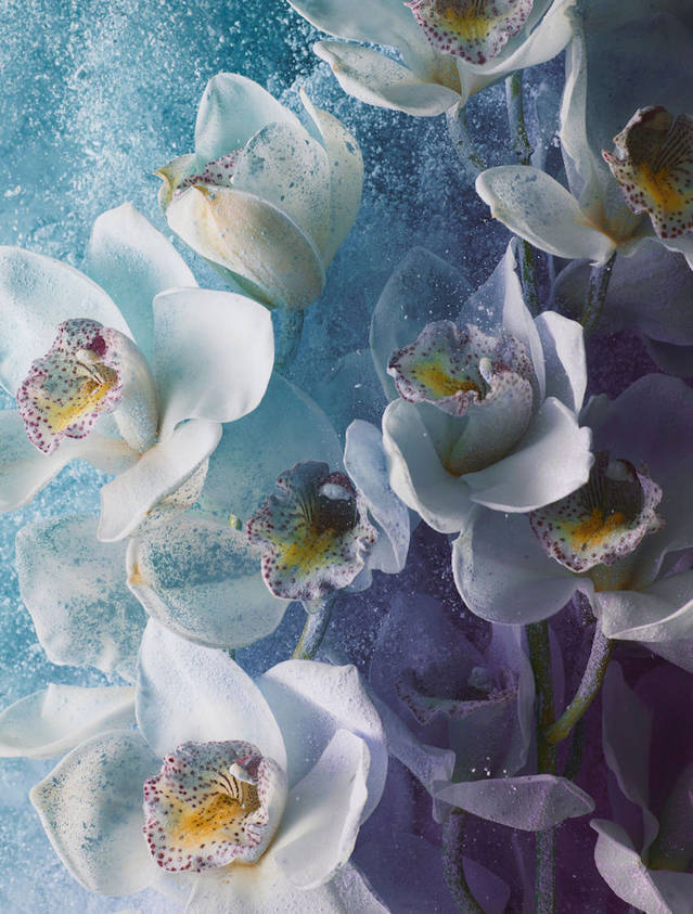 Flowers Enhanced with Color Powder – Fubiz Media