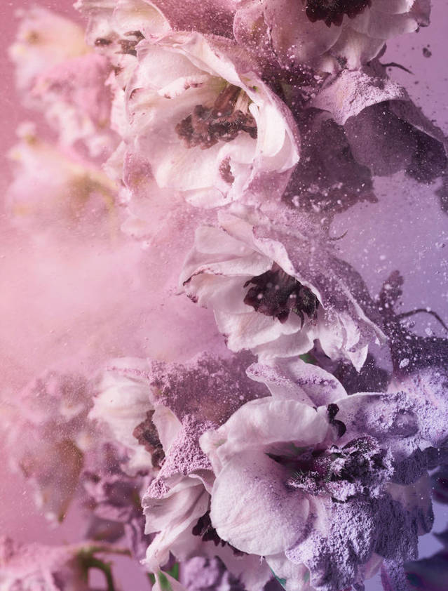 Flowers Enhanced with Color Powder – Fubiz Media