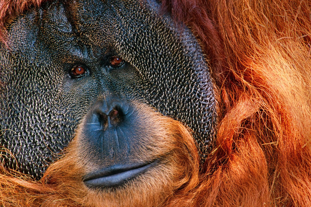 Colorful Photos of Namibia by Frank Lanting – Fubiz Media