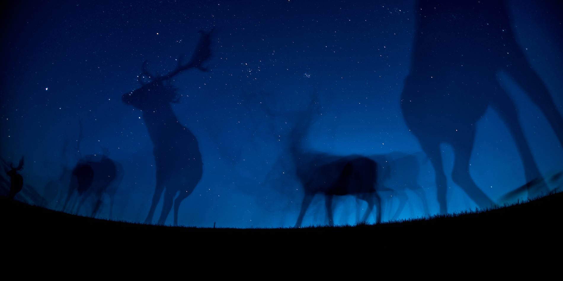 Stunning Portrait of Wild Animals at Night – Fubiz Media