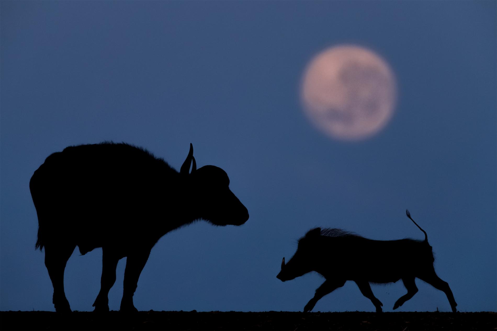 Stunning Portrait of Wild Animals at Night – Fubiz Media