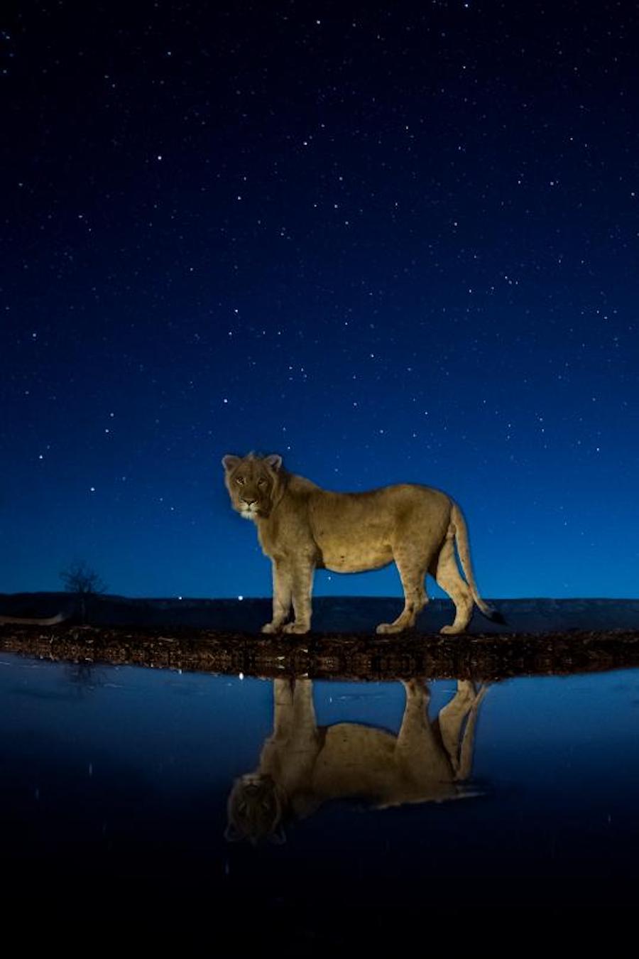 Stunning Portrait of Wild Animals at Night – Fubiz Media