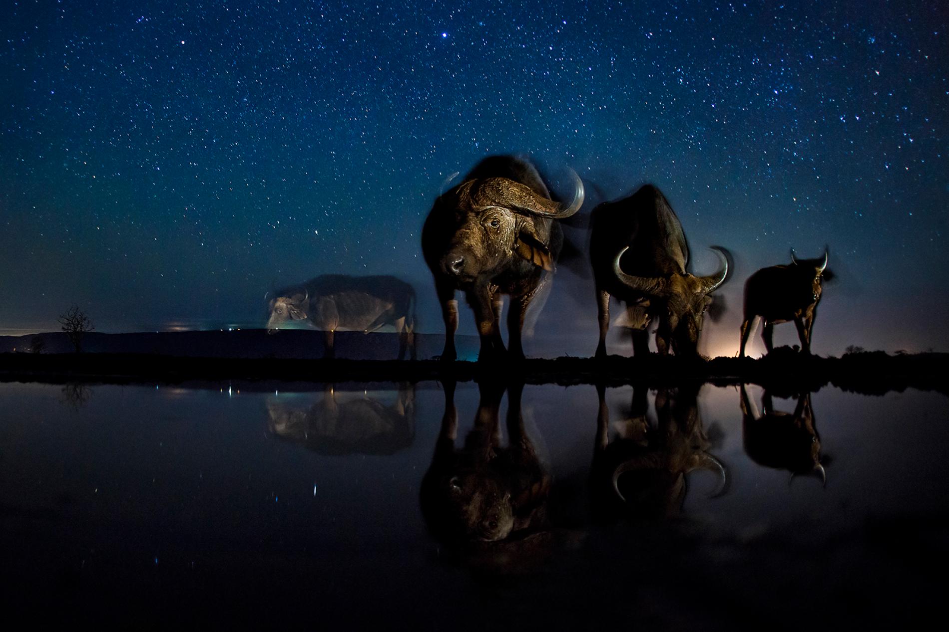 Stunning Portrait of Wild Animals at Night – Fubiz Media