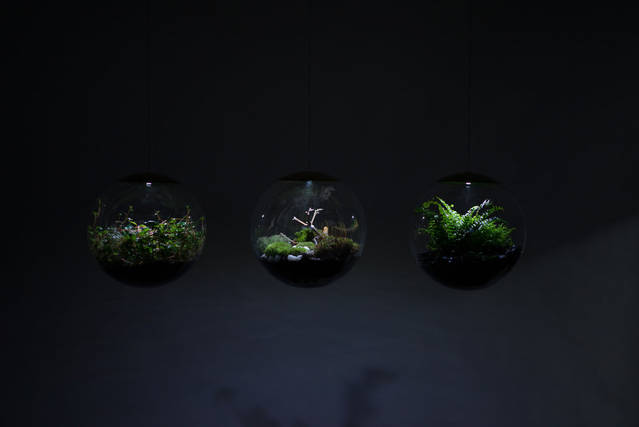 Delicate Globe LED Terrariums – Fubiz Media