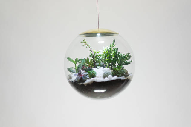 Delicate Globe LED Terrariums – Fubiz Media