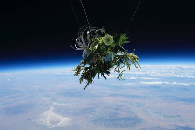 Incredible Flowers in Space Experiment – Fubiz Media