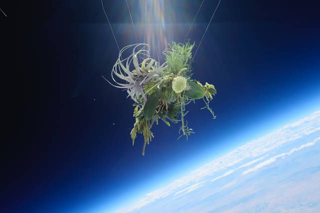 Incredible Flowers in Space Experiment – Fubiz Media