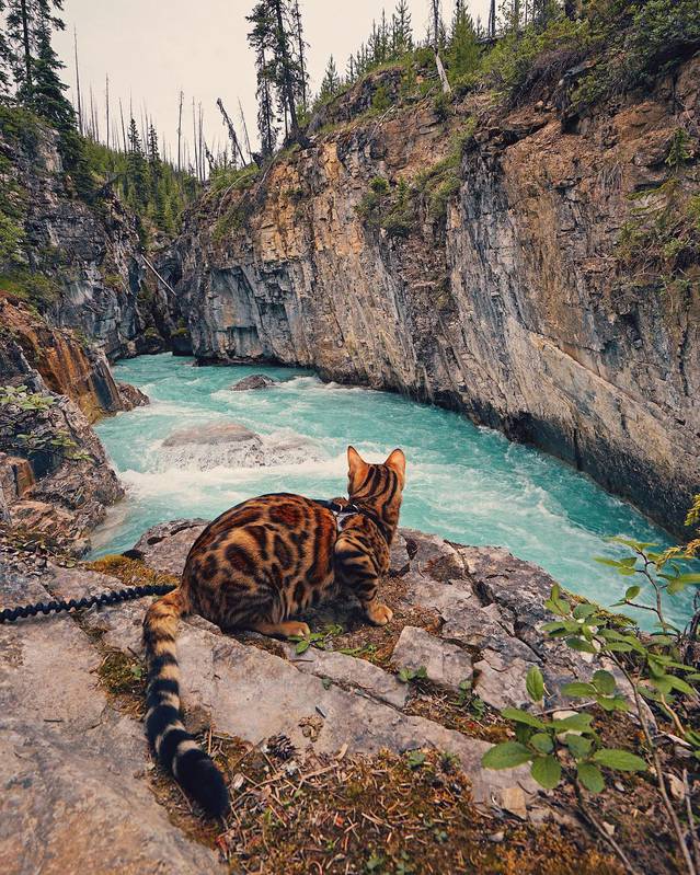 Follow The Adventures Of Suki The Cat – Fubiz Media