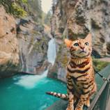 Follow The Adventures Of Suki The Cat – Fubiz Media