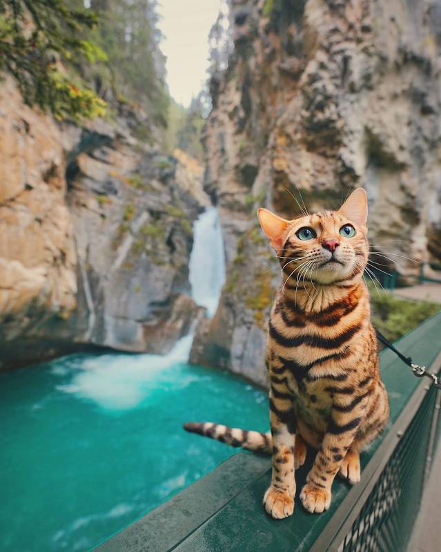 Follow The Adventures Of Suki The Cat – Fubiz Media