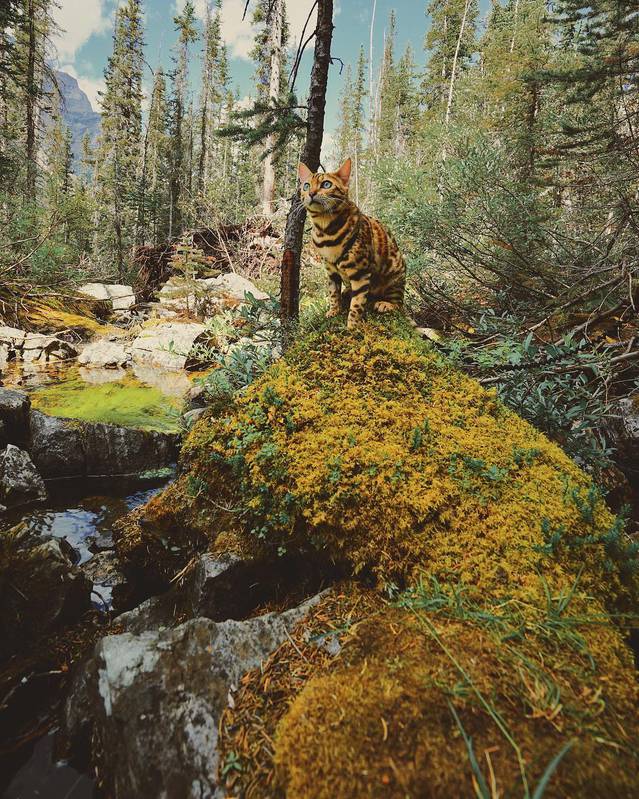 Follow The Adventures Of Suki The Cat – Fubiz Media