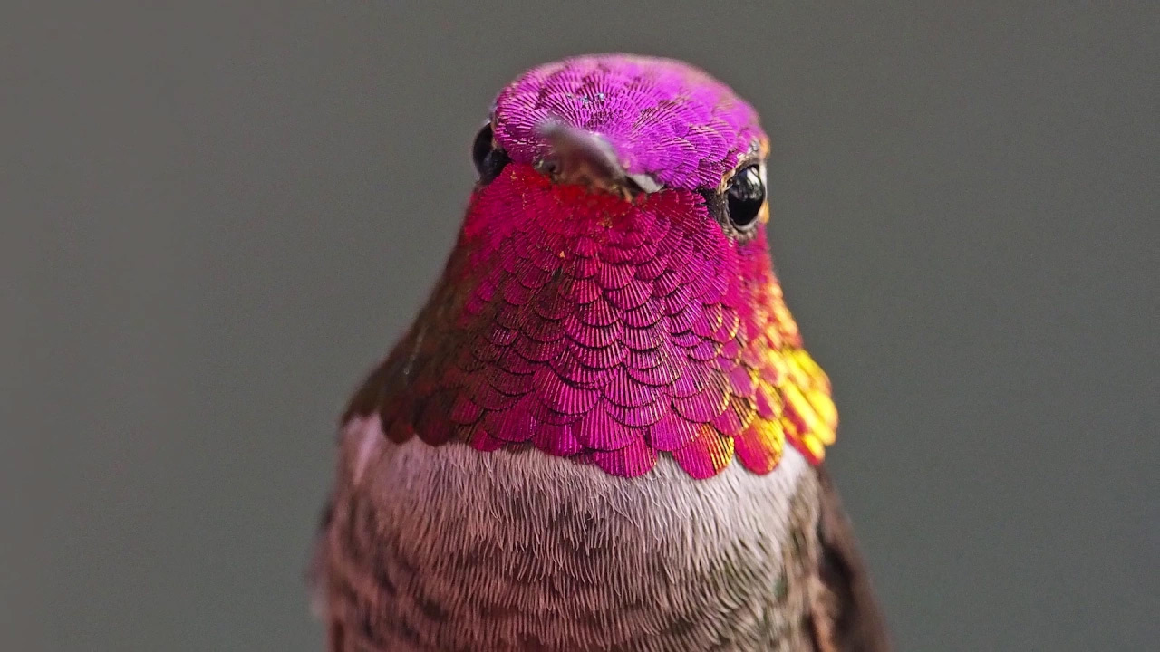 Hummingbird Photographs by the Researcher Melanie Barboni – Fubiz Media