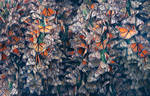 Amazing Photographs of Endangered Species by Tim Flach – Fubiz Media
