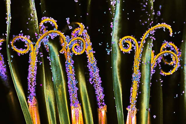 Strange Microscope Photography of Nature – Fubiz Media