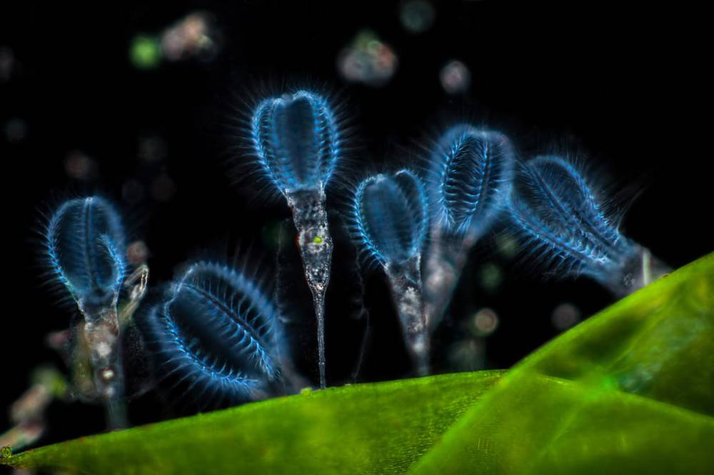Strange Microscope Photography of Nature – Fubiz Media