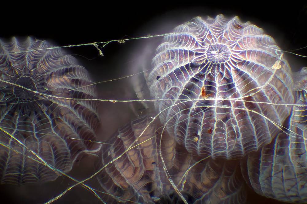 Strange Microscope Photography of Nature – Fubiz Media