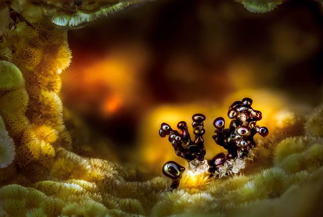Strange Microscope Photography of Nature – Fubiz Media
