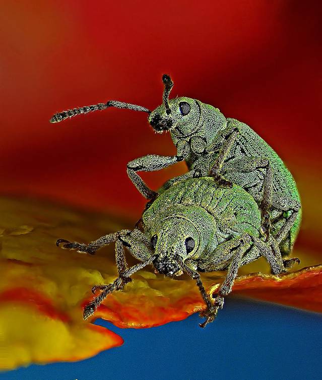 Strange Microscope Photography of Nature – Fubiz Media