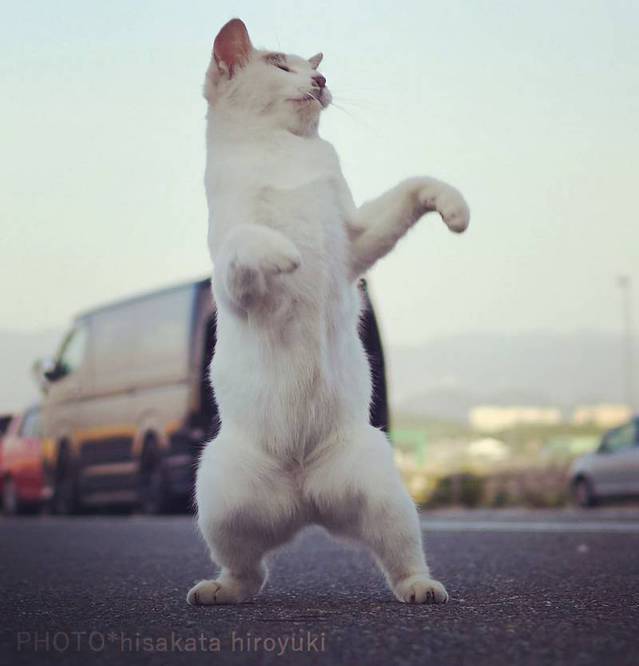 Amusing Shots of Cats in Ninja Poses – Fubiz Media