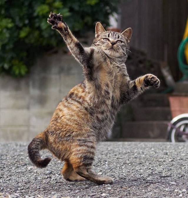 Amusing Shots of Cats in Ninja Poses – Fubiz Media