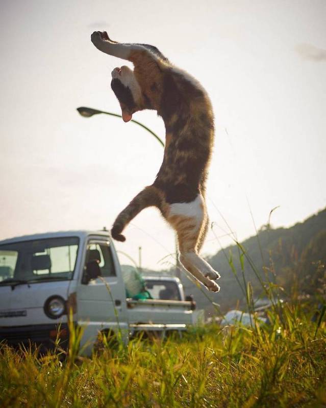 Amusing Shots of Cats in Ninja Poses – Fubiz Media