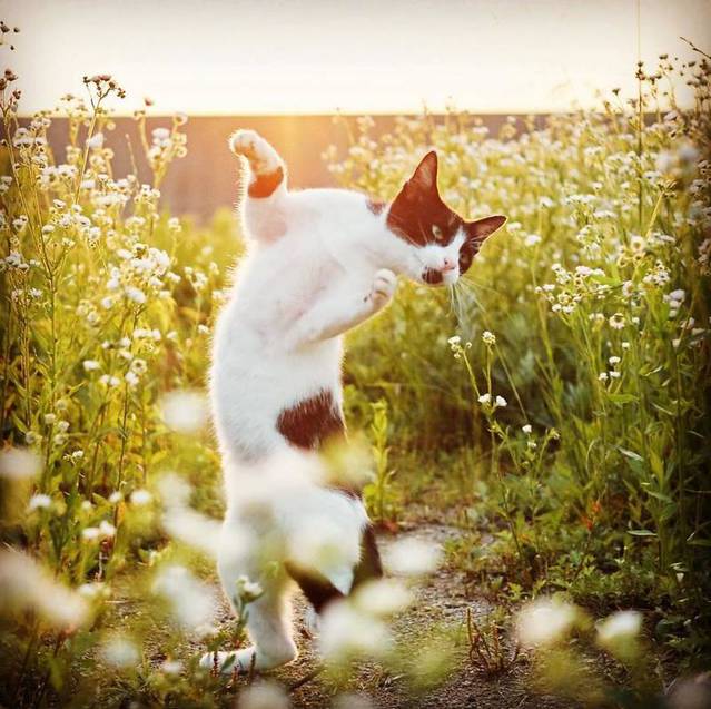 Amusing Shots of Cats in Ninja Poses – Fubiz Media