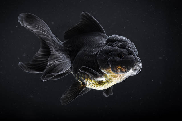 Detailed Photographs of Rare Fish Species – Fubiz Media