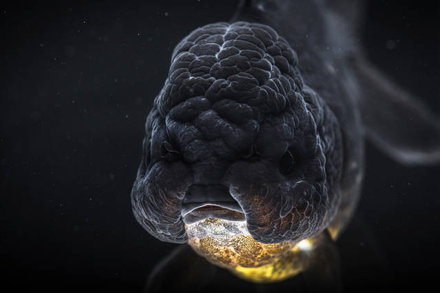 Detailed Photographs of Rare Fish Species – Fubiz Media