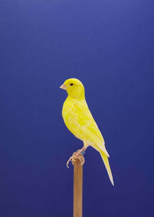 Magnificent Portraits of Show Birds – Fubiz Media