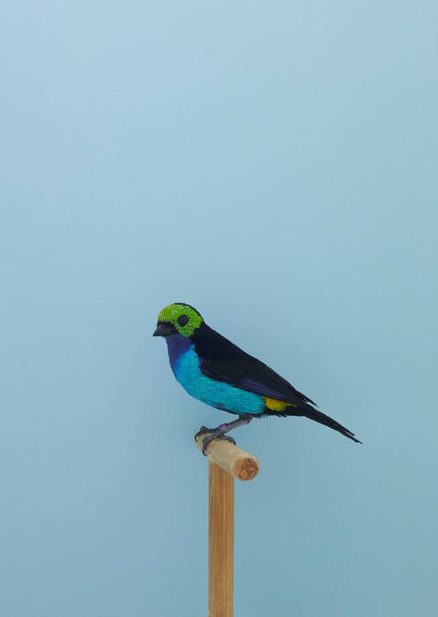 Magnificent Portraits of Show Birds – Fubiz Media