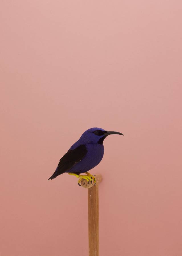 Magnificent Portraits of Show Birds – Fubiz Media