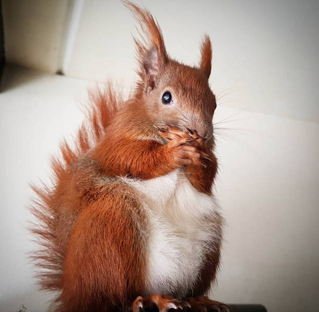 Instagram’s Most Famous Red Squirrel – Fubiz Media