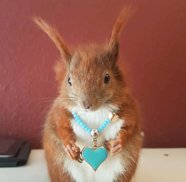 Instagram’s Most Famous Red Squirrel – Fubiz Media