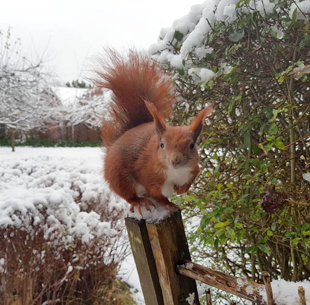 Instagram’s Most Famous Red Squirrel – Fubiz Media