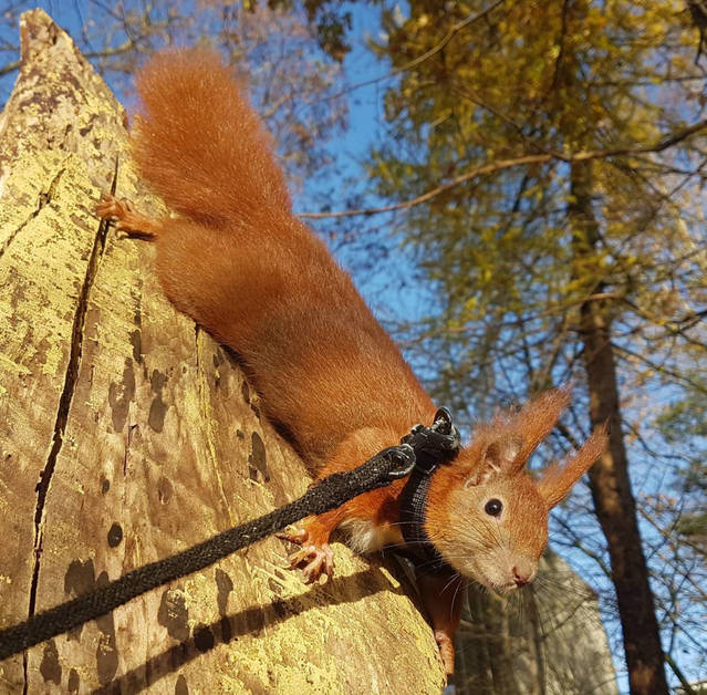 Instagram’s Most Famous Red Squirrel – Fubiz Media