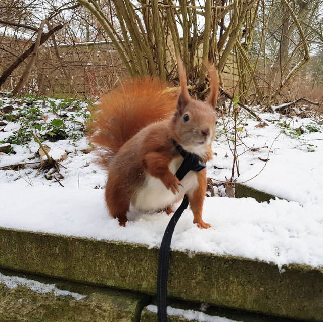 Instagram’s Most Famous Red Squirrel – Fubiz Media