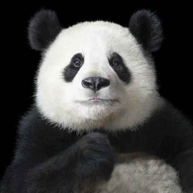 Through the Lens of Photographer Tim Flach – Fubiz Media