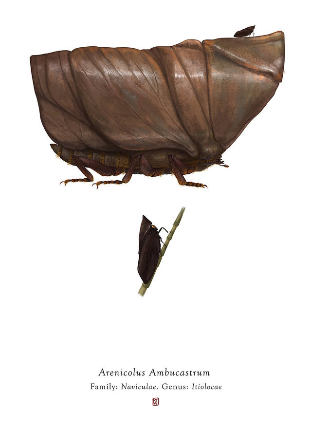 Insects Looking like Star Wars Characters – Fubiz Media