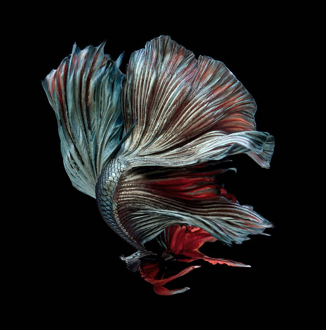 New Fish Portraits by Visarute Angkatavanich – Fubiz Media
