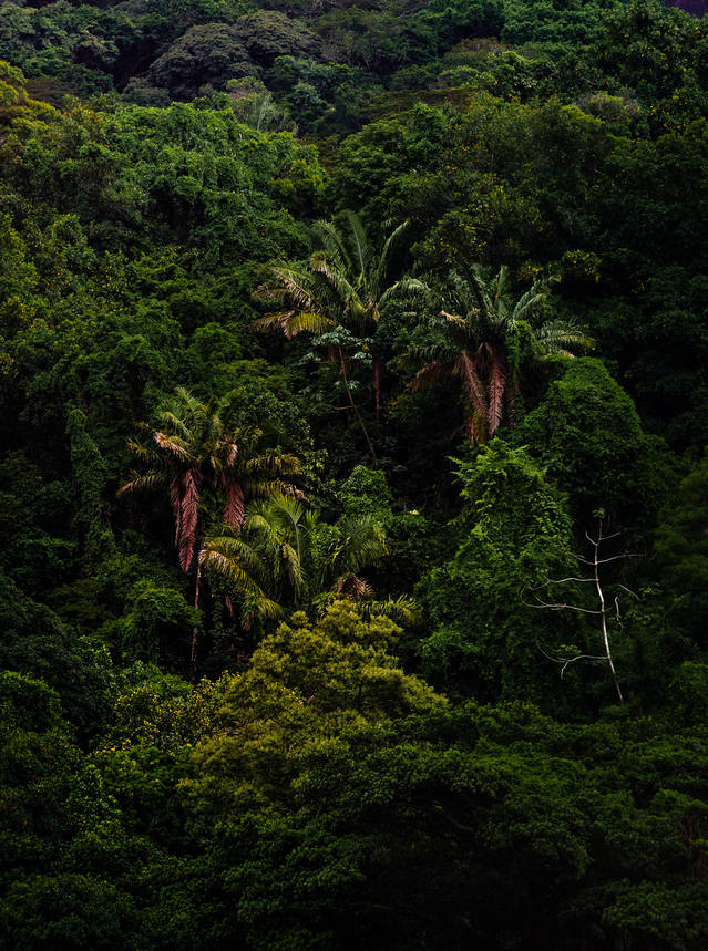 The Wonder and Mystery of Brazilian Forests – Fubiz Media
