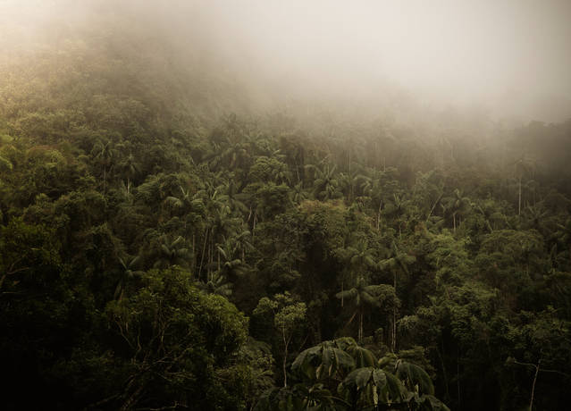 The Wonder and Mystery of Brazilian Forests – Fubiz Media