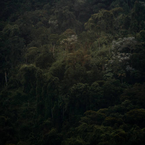 The Wonder and Mystery of Brazilian Forests – Fubiz Media