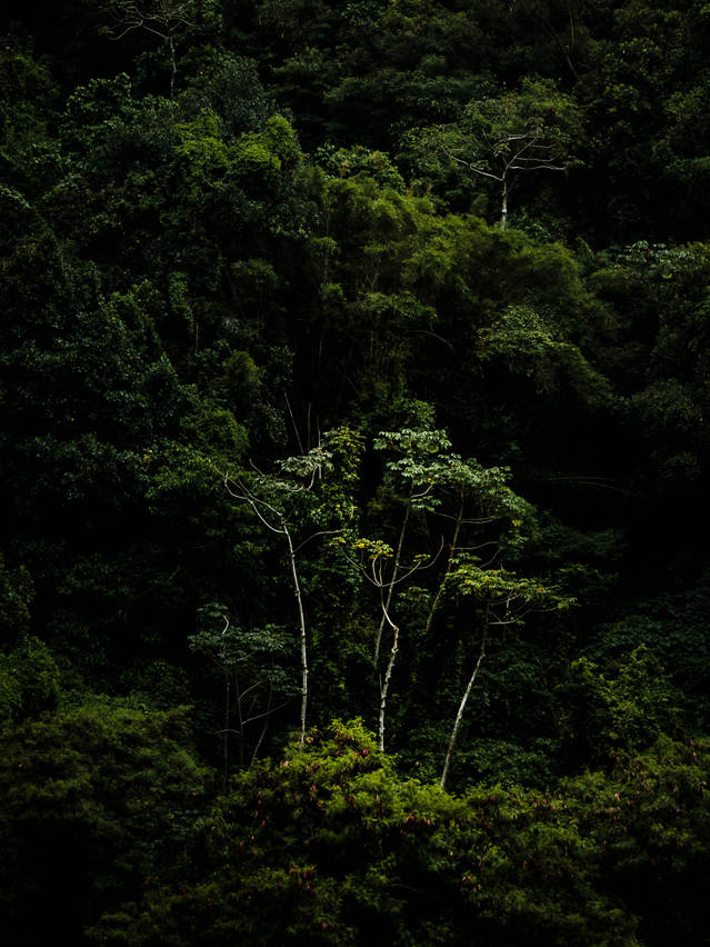 The Wonder and Mystery of Brazilian Forests – Fubiz Media