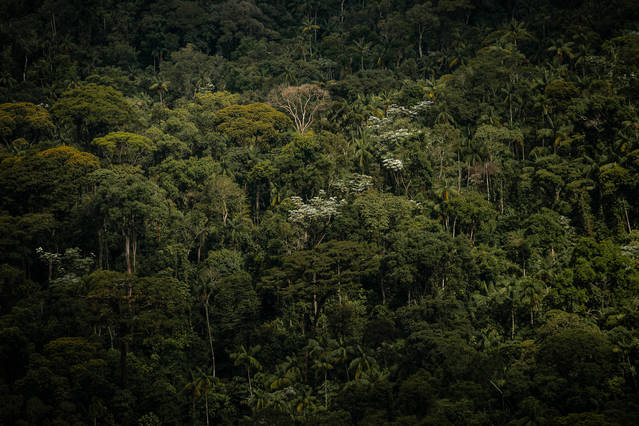 The Wonder and Mystery of Brazilian Forests – Fubiz Media