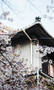 Cherry Blossoms In Japan By Laura Thonne – Fubiz Media