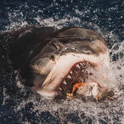 Photographer Shot the Perfect Jaws’ Poster in Real Life – Fubiz Media