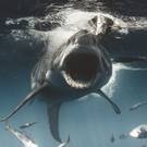 Photographer Shot the Perfect Jaws’ Poster in Real Life – Fubiz Media