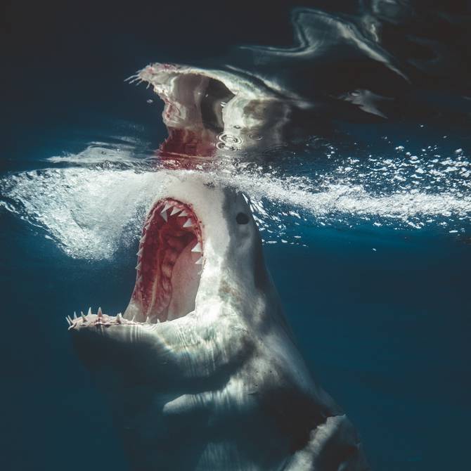 Photographer Shot the Perfect Jaws’ Poster in Real Life – Fubiz Media