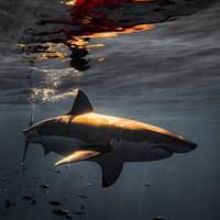 Photographer Shot the Perfect Jaws’ Poster in Real Life – Fubiz Media