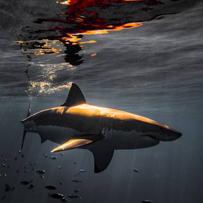 Photographer Shot the Perfect Jaws’ Poster in Real Life – Fubiz Media